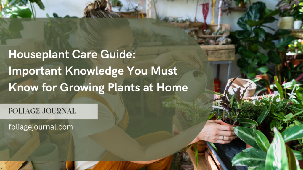 Houseplant Care Guide: Important Knowledge You Must Know for Growing ...