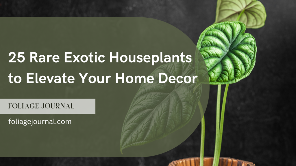 25 Rare Exotic Houseplants That Will Elevate Your Home Decor - Foliage ...