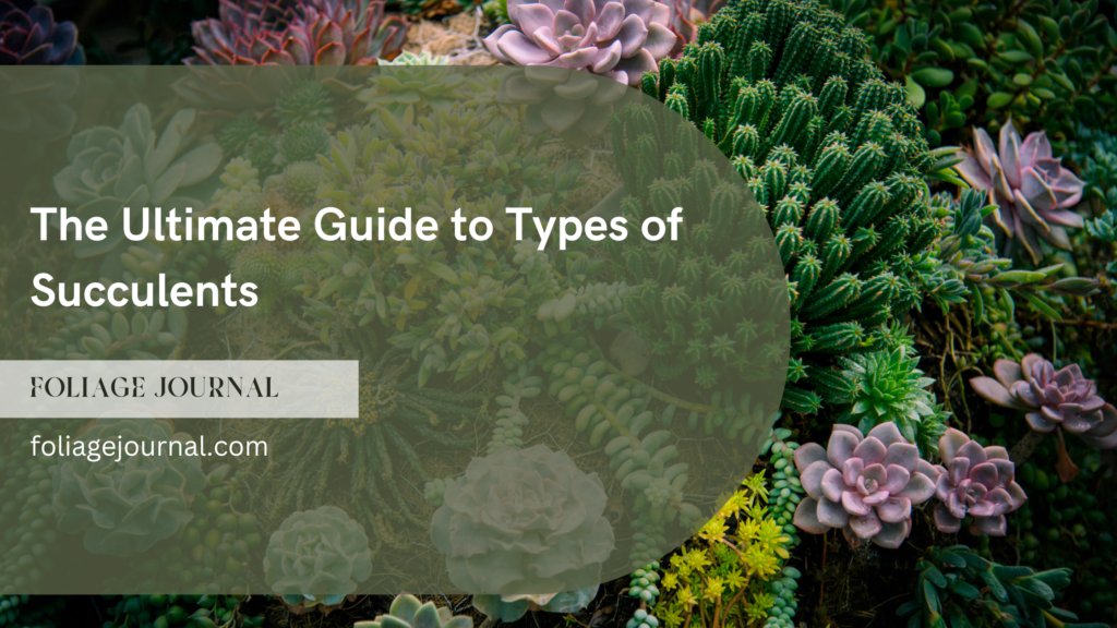 The Ultimate Guide to Types of Succulents - Foliage Journal